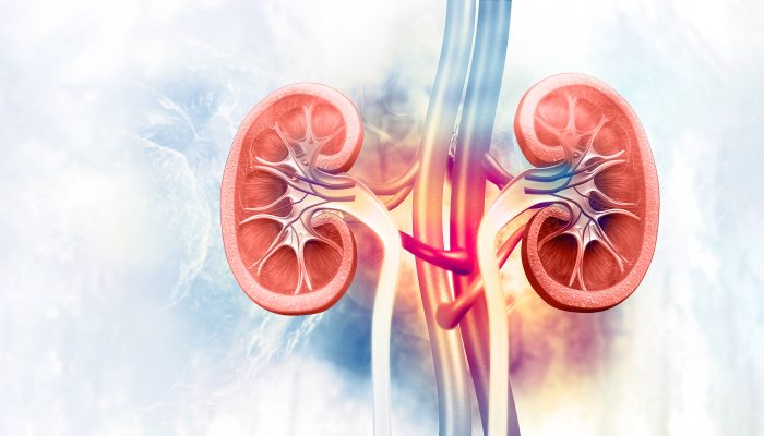 Top 4 Reasons to Check Your Kidneys